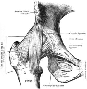Basic Anatomy of the Hip | Joint Pain Info